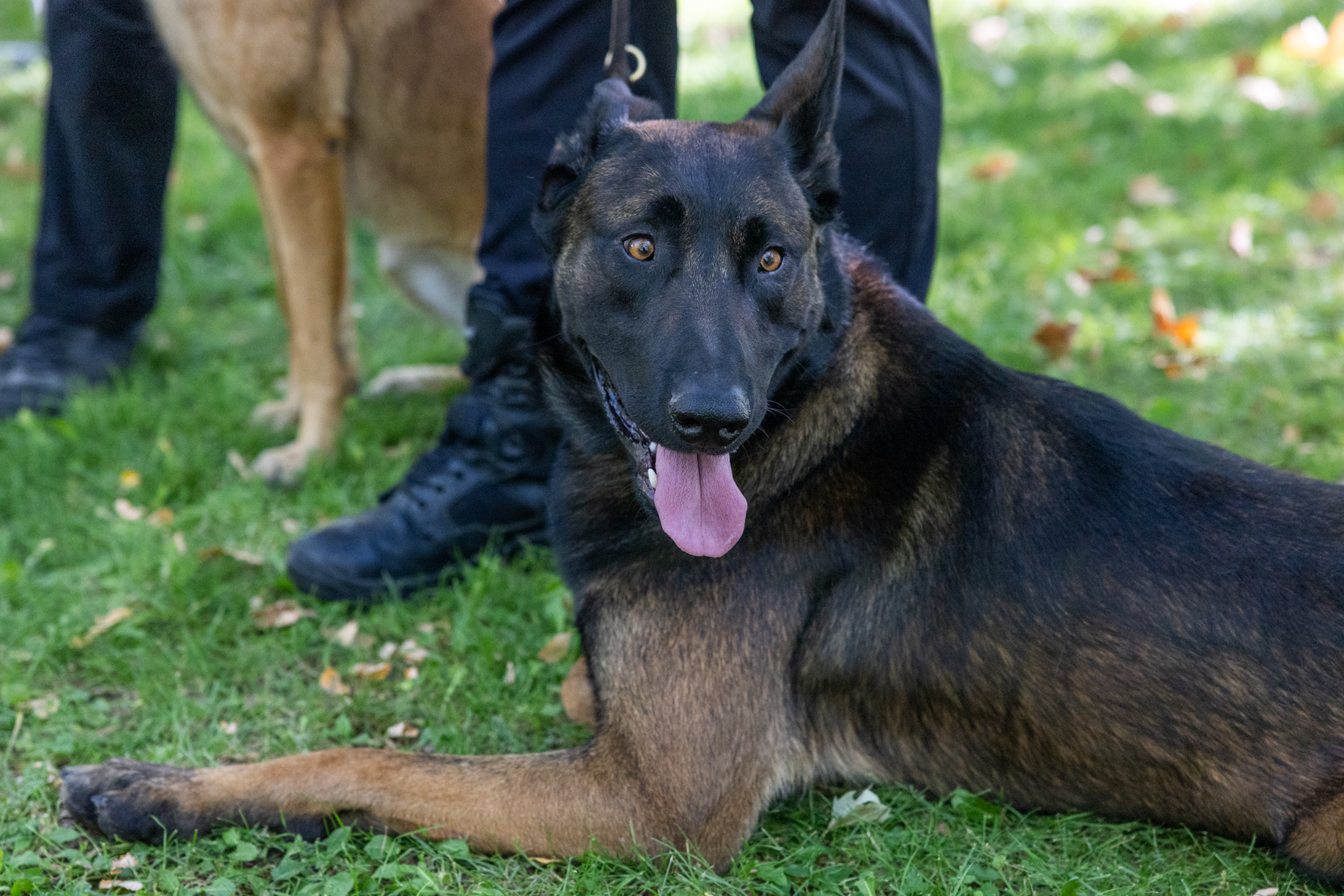 La campaña de ADN canino permite identificar a los primeros ...